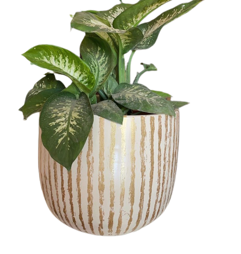 Gold Striped Pot - Tova Designs